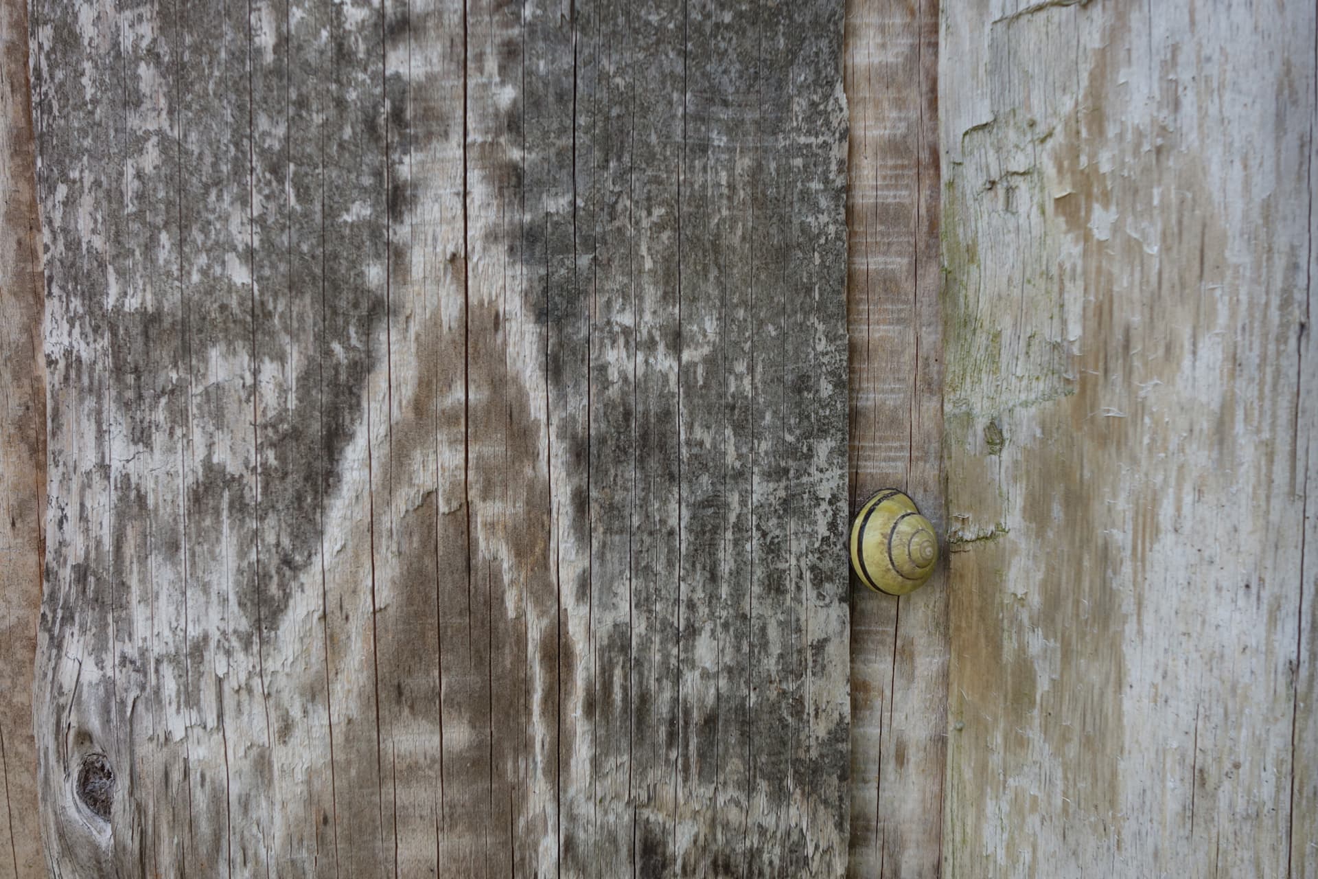 News | Haus am Bach Todtnauberg