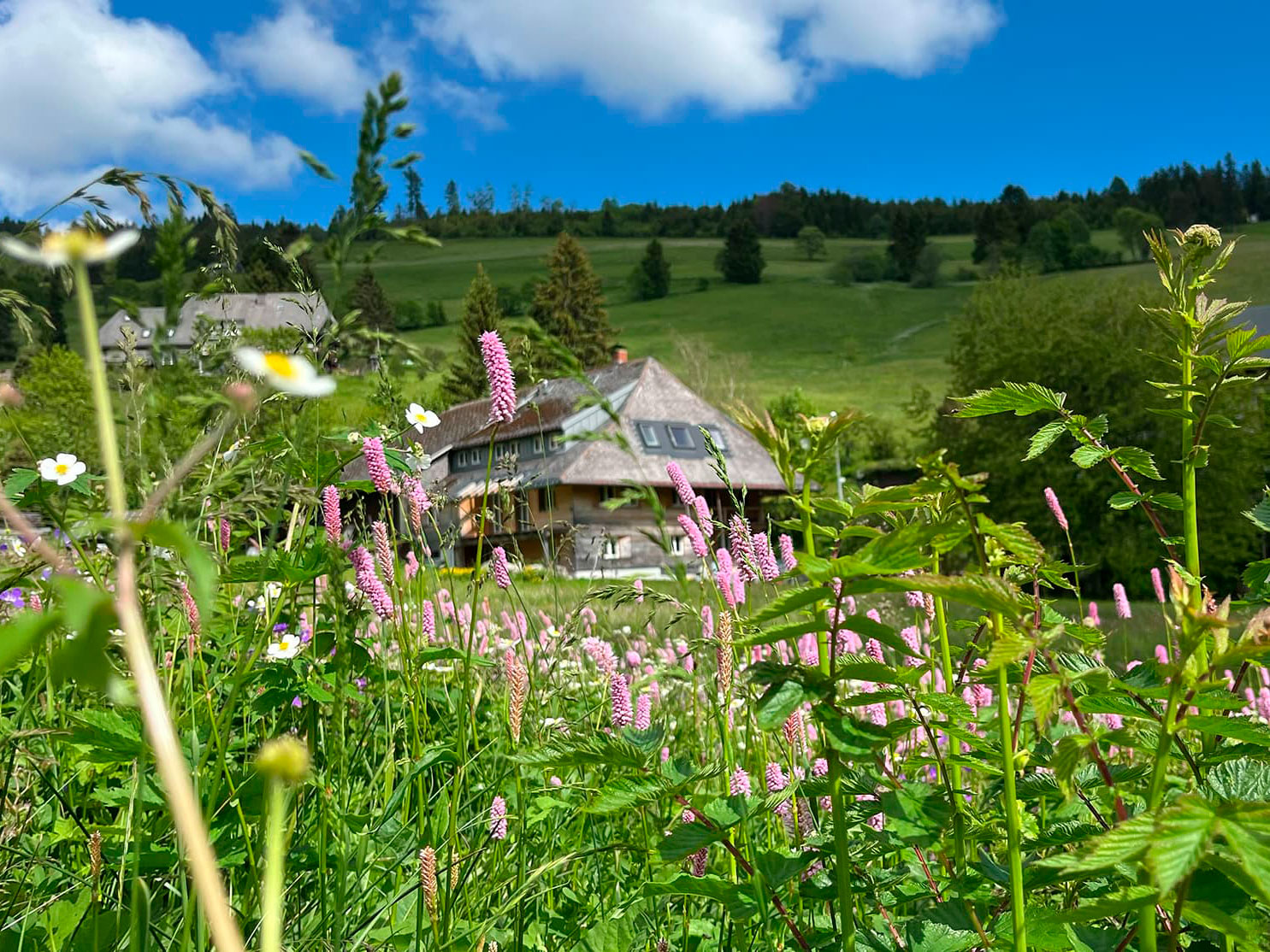 Herzlich Willkommen! | Haus am Bach Todtnauberg